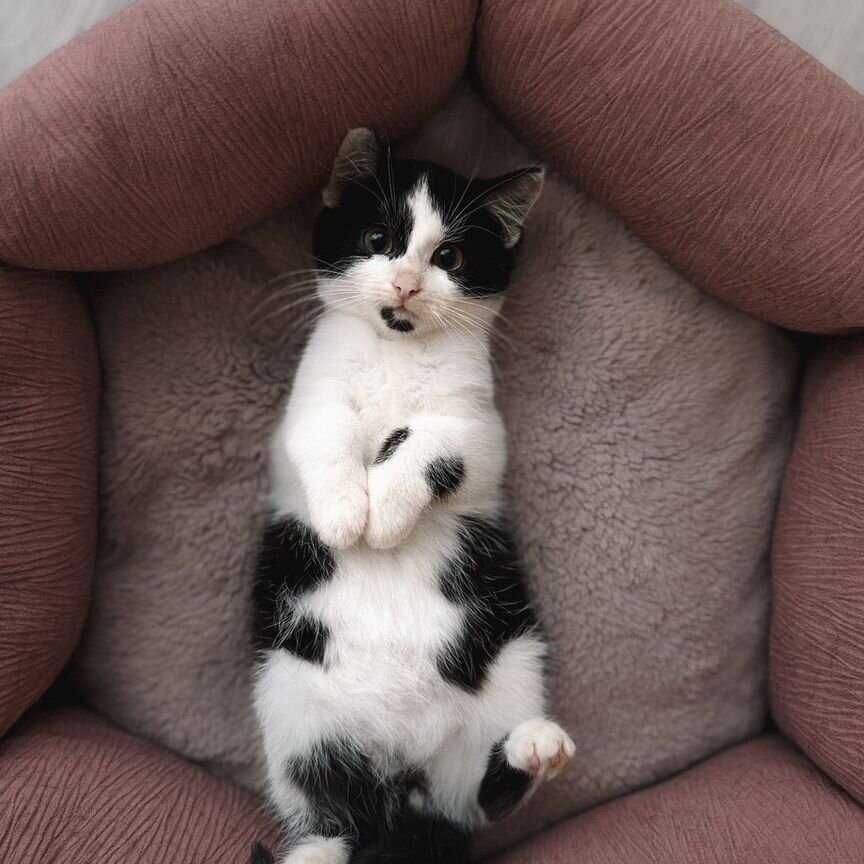 Котенок. Мальчик 3 месяца