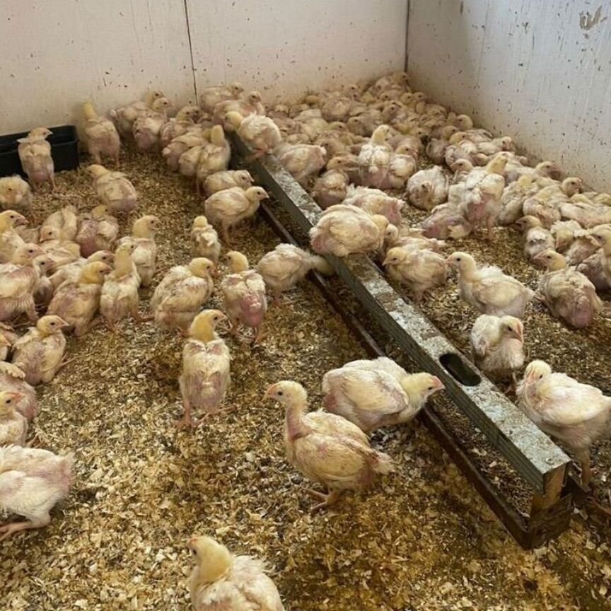 Продаются цыплята бройлеры подрощенные