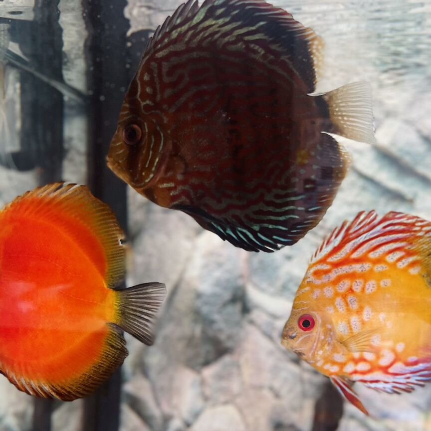 Дискусы рыбки