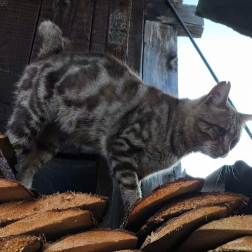 Отдам в добрые руки молодого котика