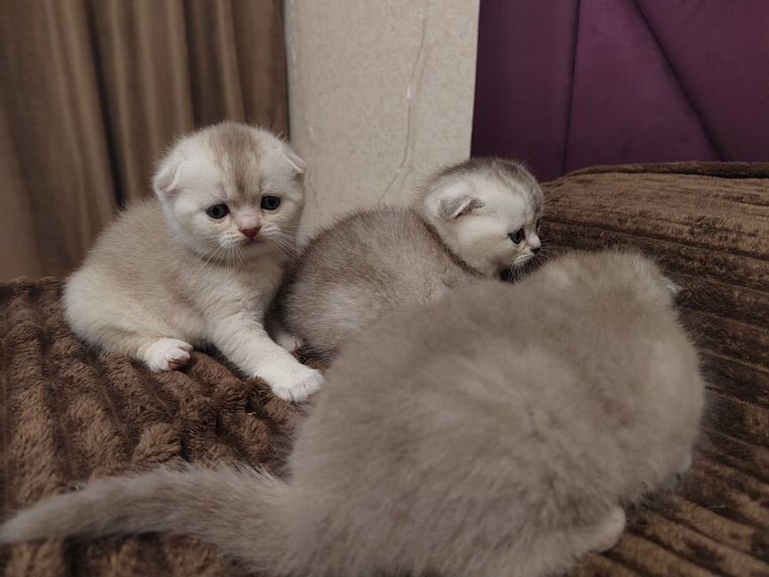 Британские чистокровные шиншилки