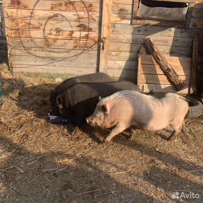 Вьетнамские вислобрюхие свиньи