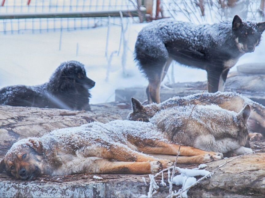 Незнамочки собачки