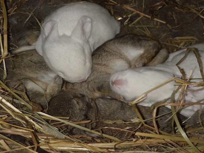 Клетки для кролей