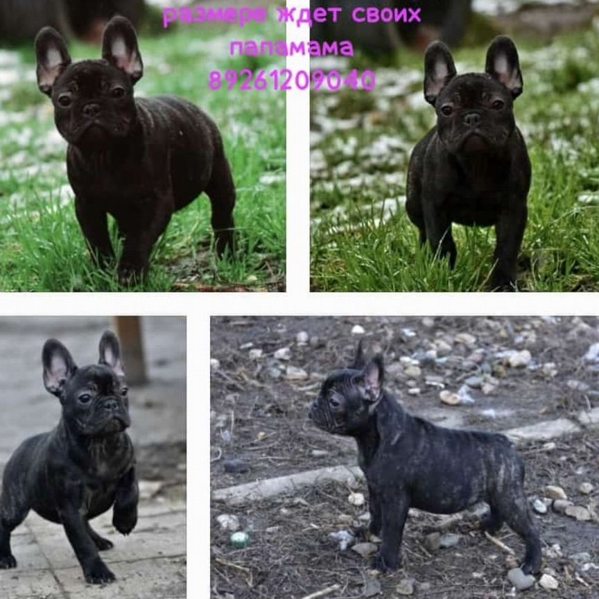 Французский бульдог щенки РКФ