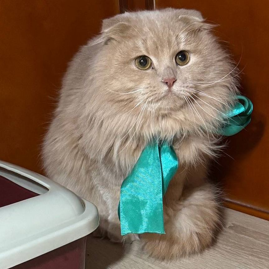 Британский длинношёрстный, взрослый кот