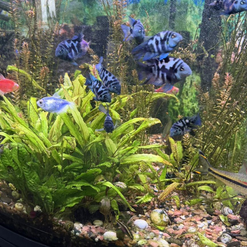 Сапфировый попугай