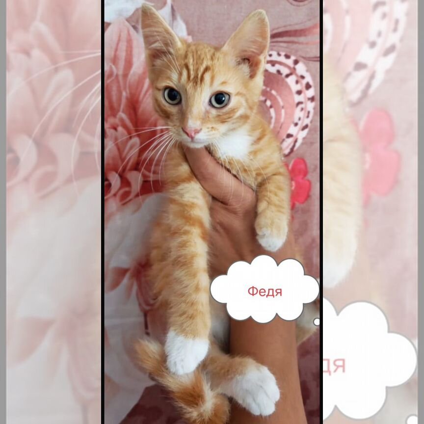 Котята в добрые руки бесплатно