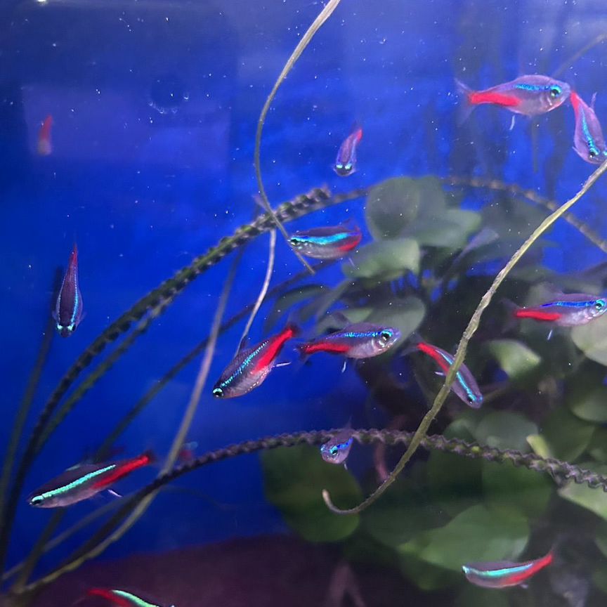 Неоны, анубиасы, кринум, гроты