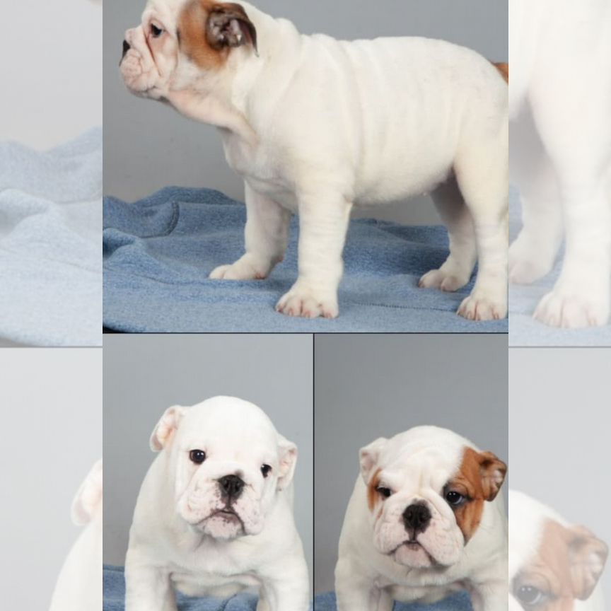 Английский бульдог, щенок