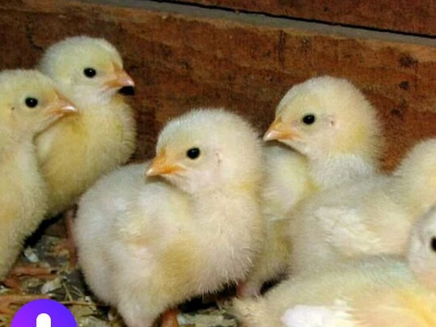 Животные цыплята