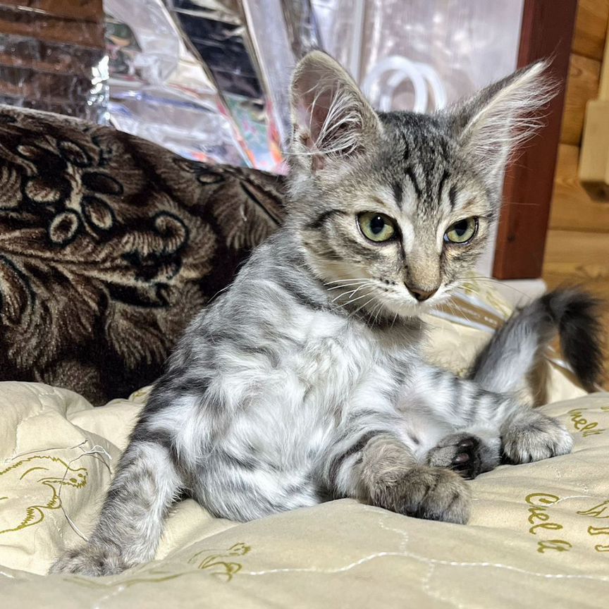 Котенок мальчик