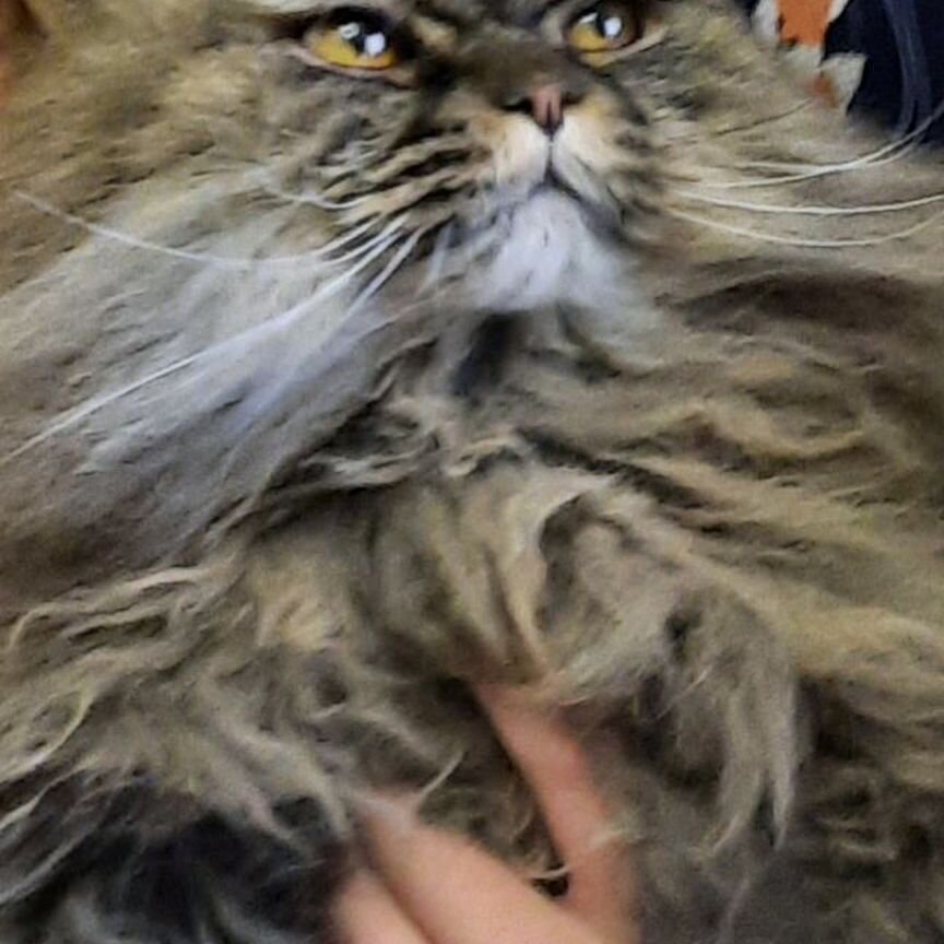 Отдам в добрые руки молодого перса