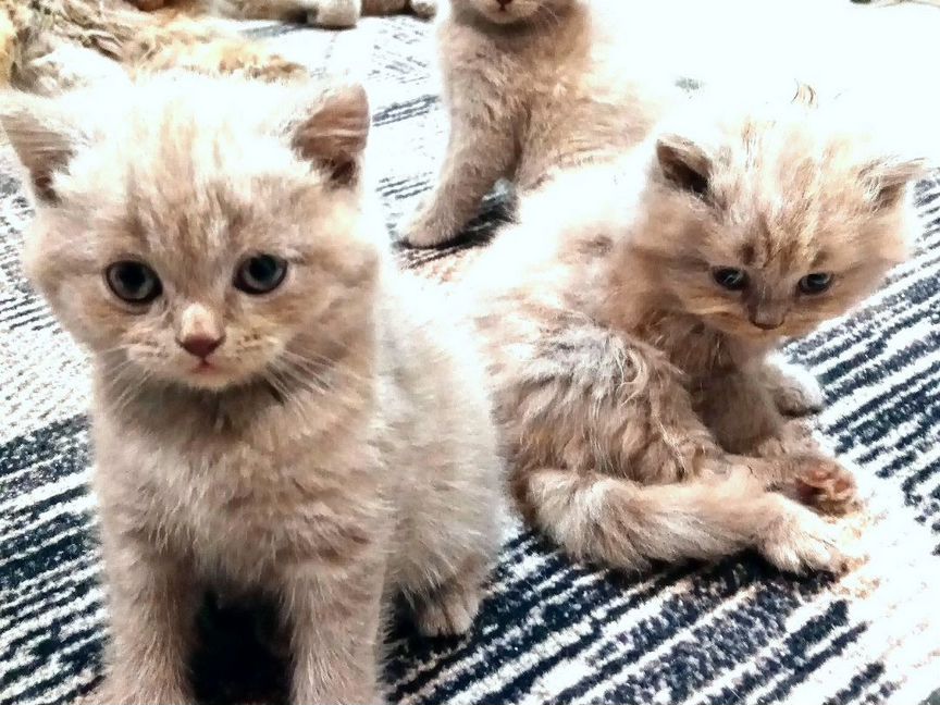 Шотландские котята скоттиш-фолд