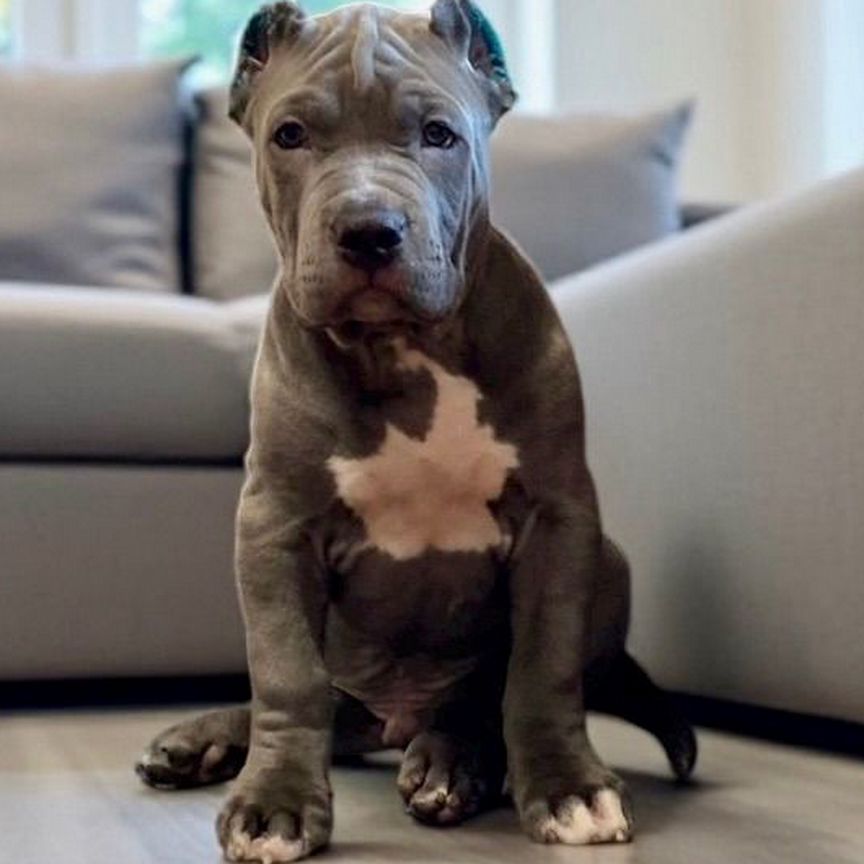 Американский булли, щенок
