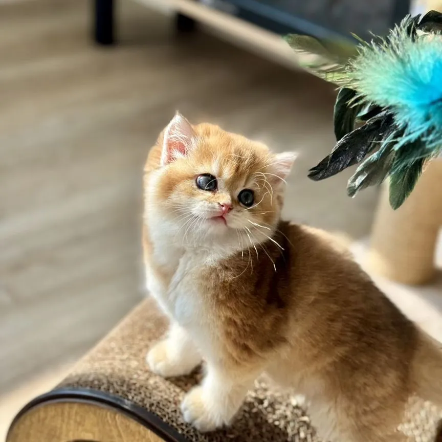 Котята британской золотой шиншиллы