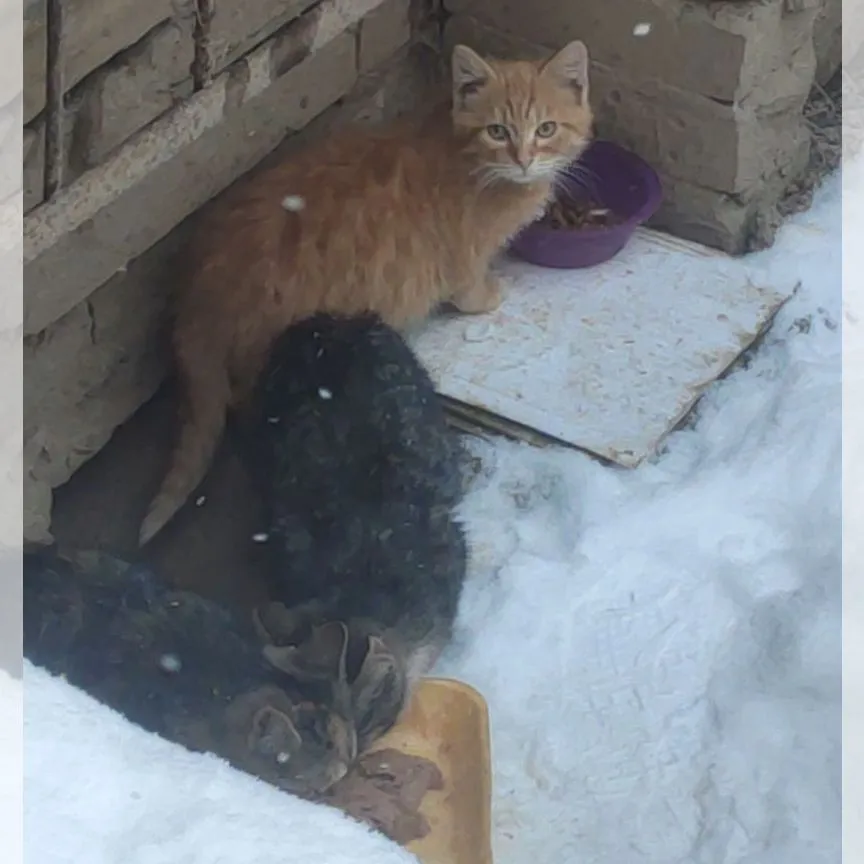 Ищем передержку очень котята