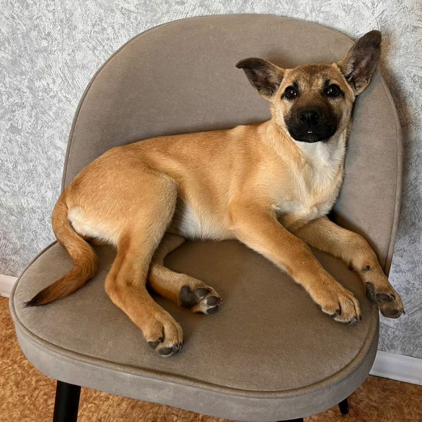 Щенок в добрые руки бесплатно