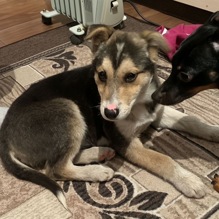 Щенок в добрые руки