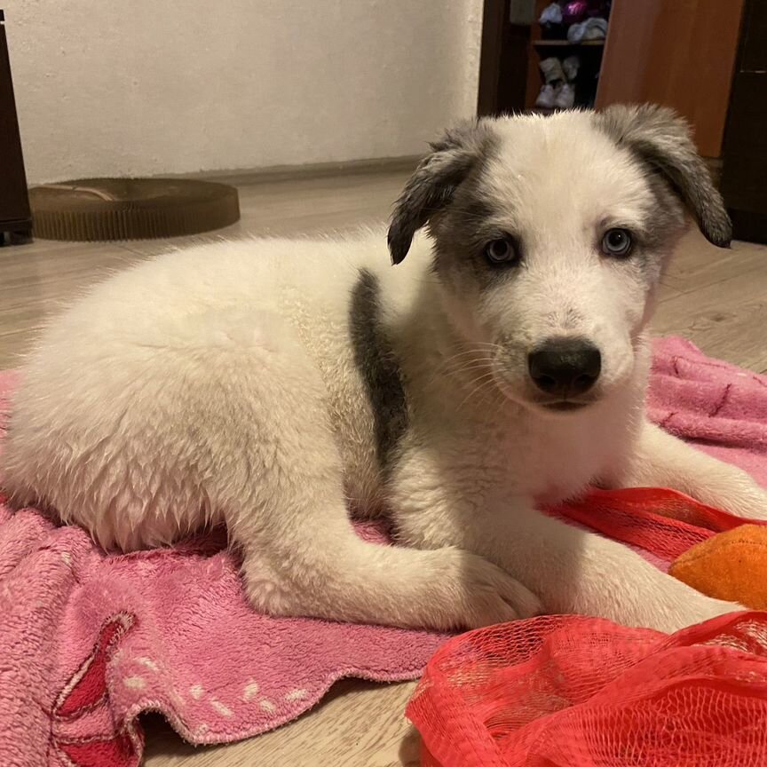 Отдам собаку в добрые руки