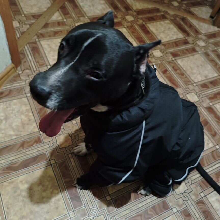 Питбуль в добрые руки, мальчик