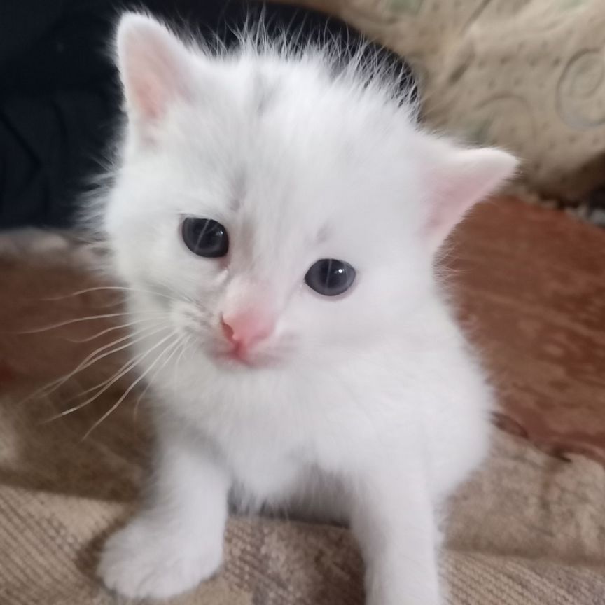 Белый котёнок отдам в добрые руки