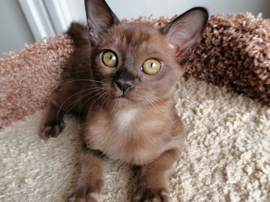 Бурманская Клубная Красавица