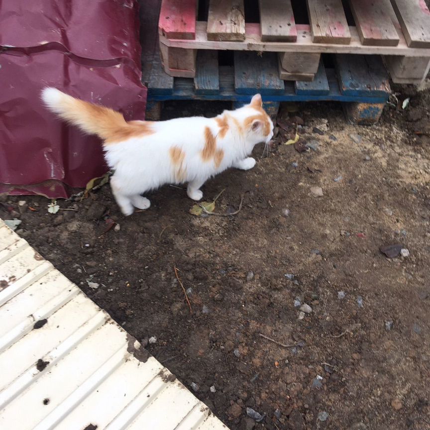 Кошечка 10месяцев