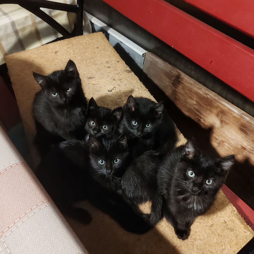 4 котенка, 1 девочка 3 мальчика 5 месяцев