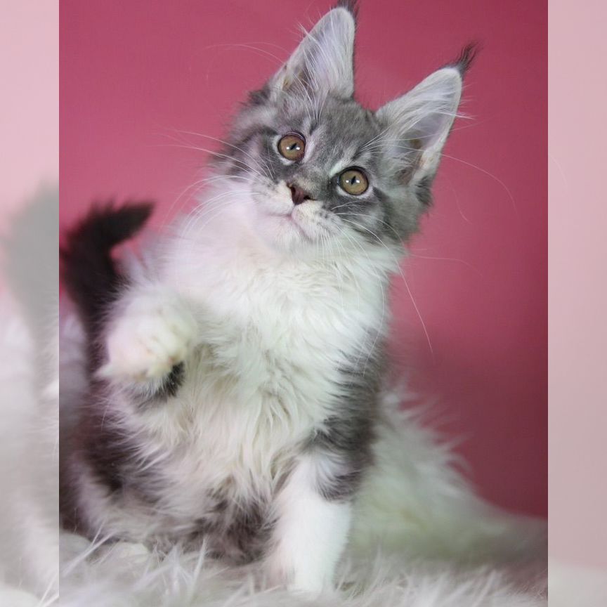 Мейн-кун котёнок