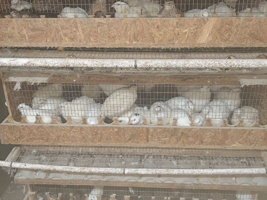 Перепел в месте клетками готовый бизнес