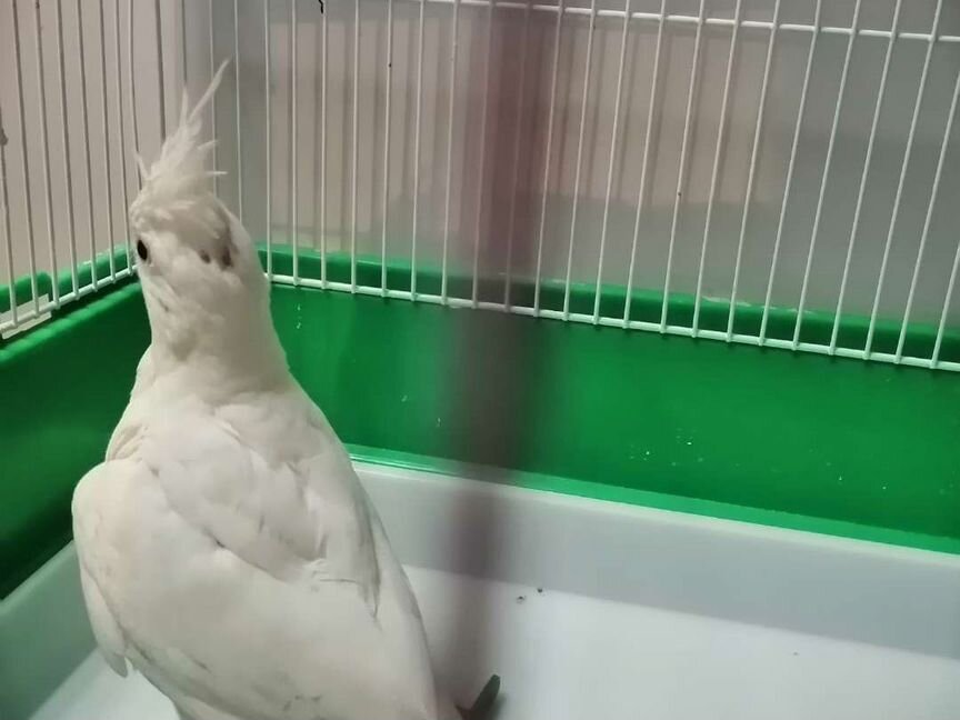 Попугай, без щекие корелла, белоснежный