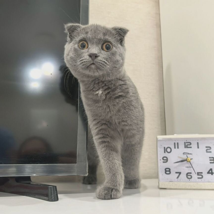 Кошечки