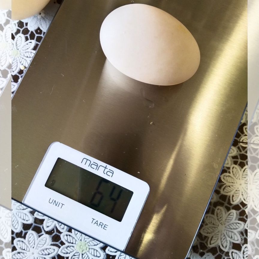 Яйцо индоутки