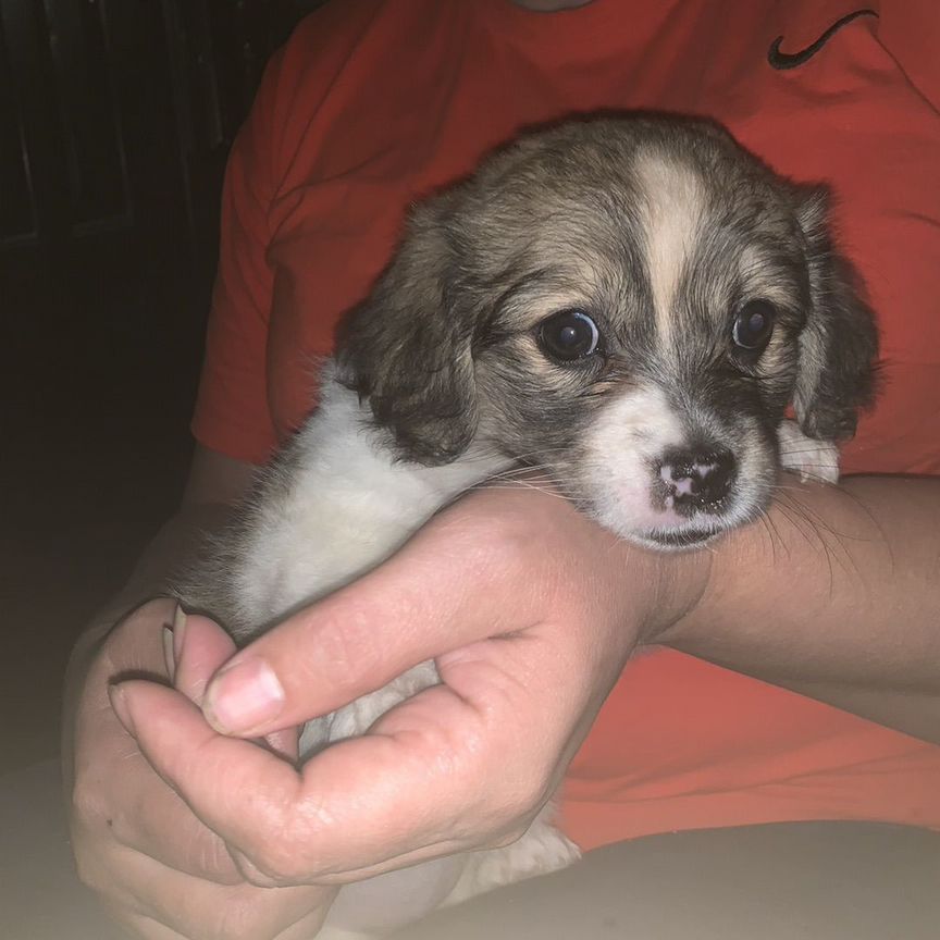 Собачки в добрые руки