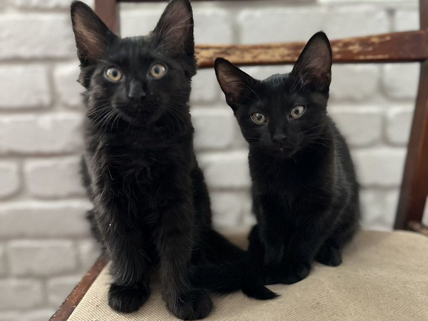 Котята с примесью ориентала