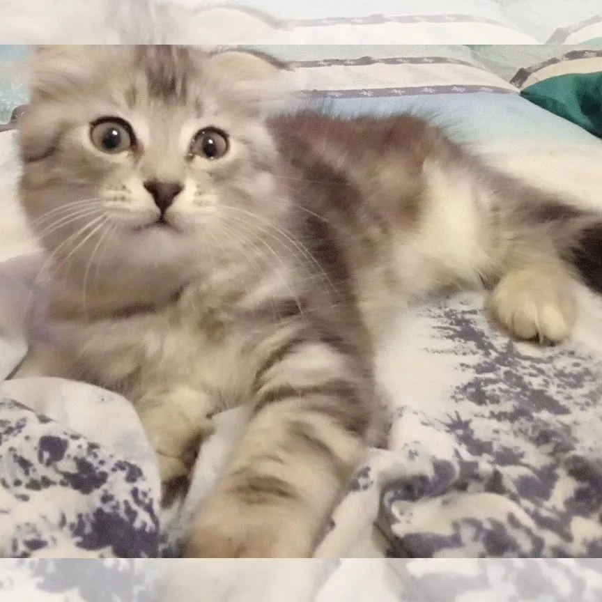 Шотландские вислоухие котята