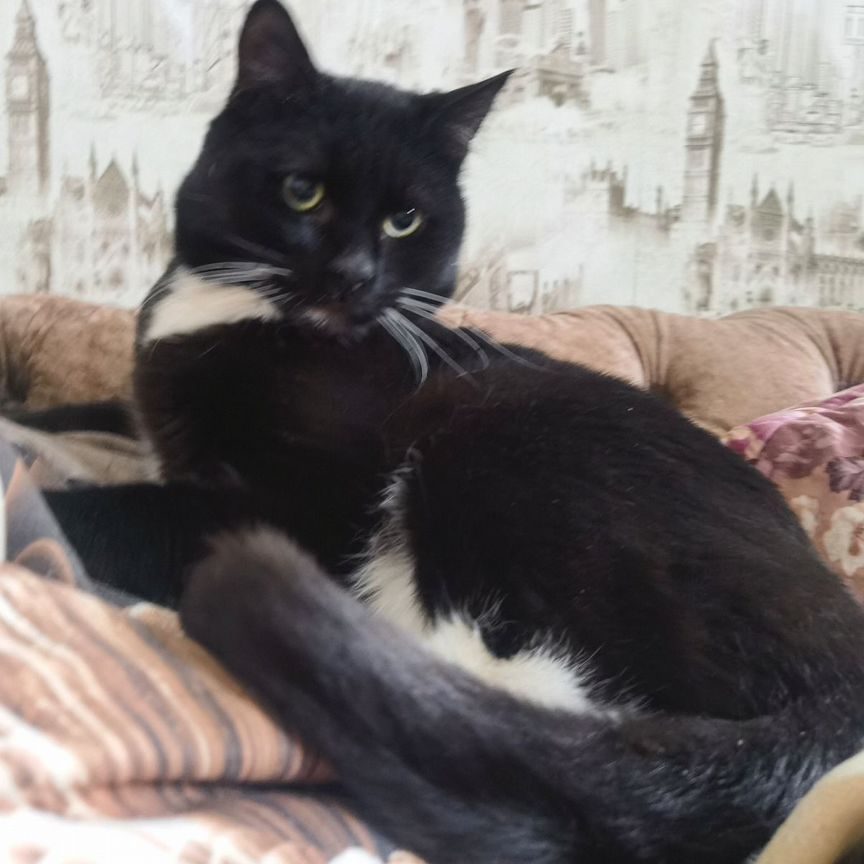 Взрослый кот в добрые руки