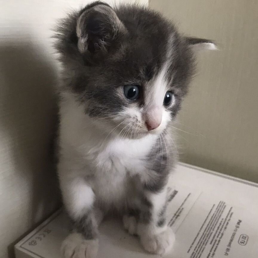 Беспородные котята