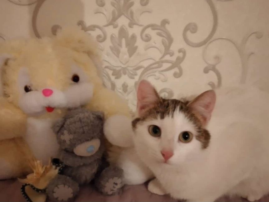 Котёнку подростку нужна семья