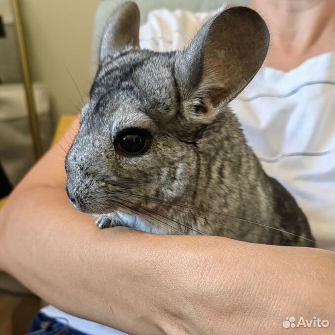 Шиншилла мальчик
