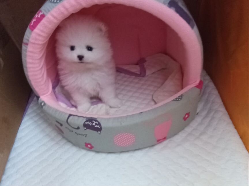 Щенки шпица Уфа