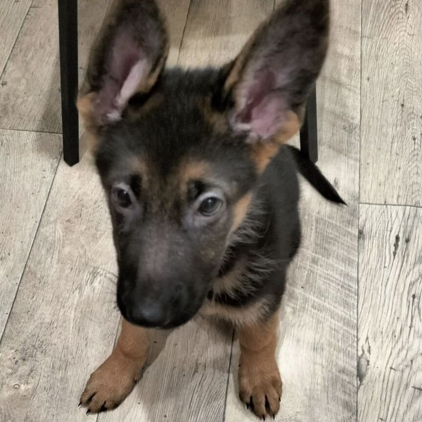 Немецкая овчарка, щенок