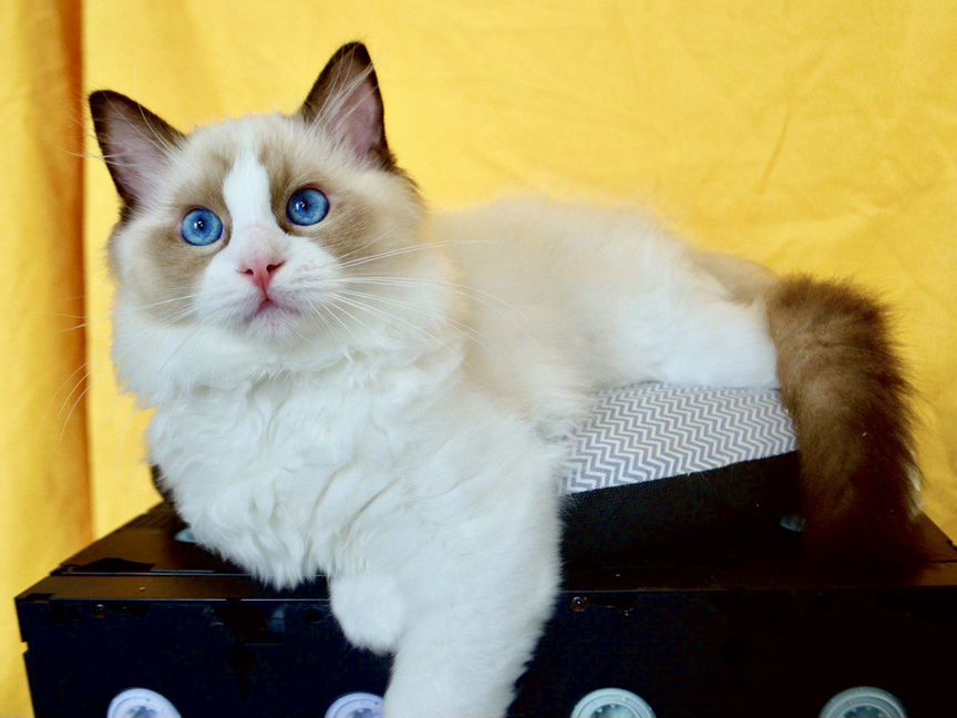 Свободные котята регдолл