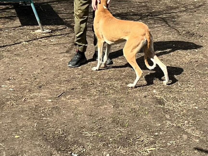 Собака в добрые руки