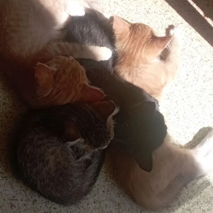 Котята в добрые руки бесплатно