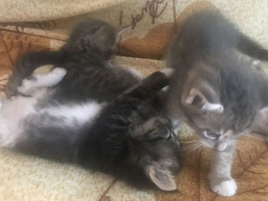 Отдадим в хорошие руки кошечек Кушают сами,умные