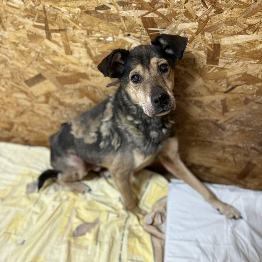 Неужели Гансу не суждено найти дом