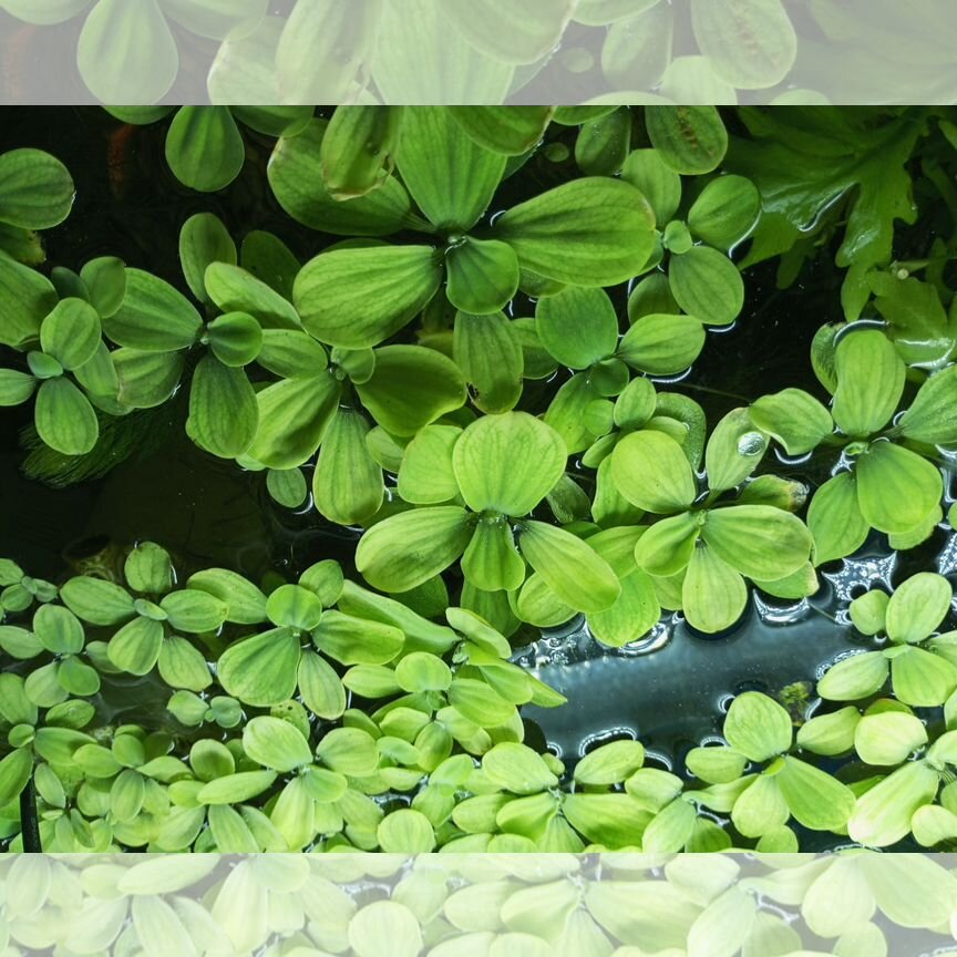 Аквариумные растения