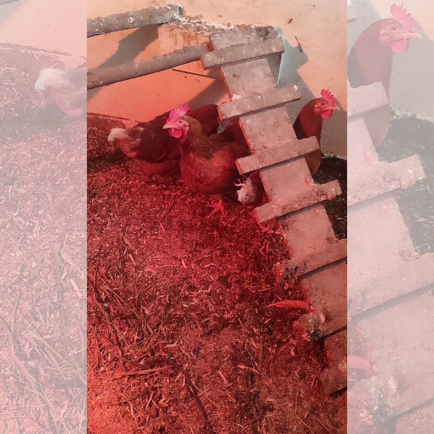 Куры несушки продам